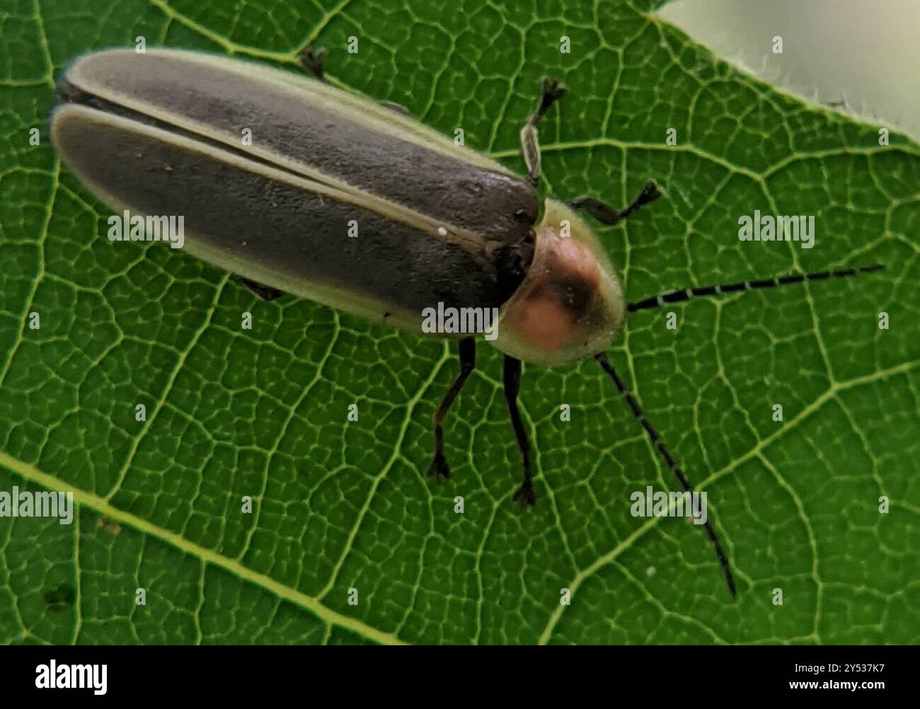Common Eastern Firefly (Photinus pyralis) Insecta Stock Photo - Alamy