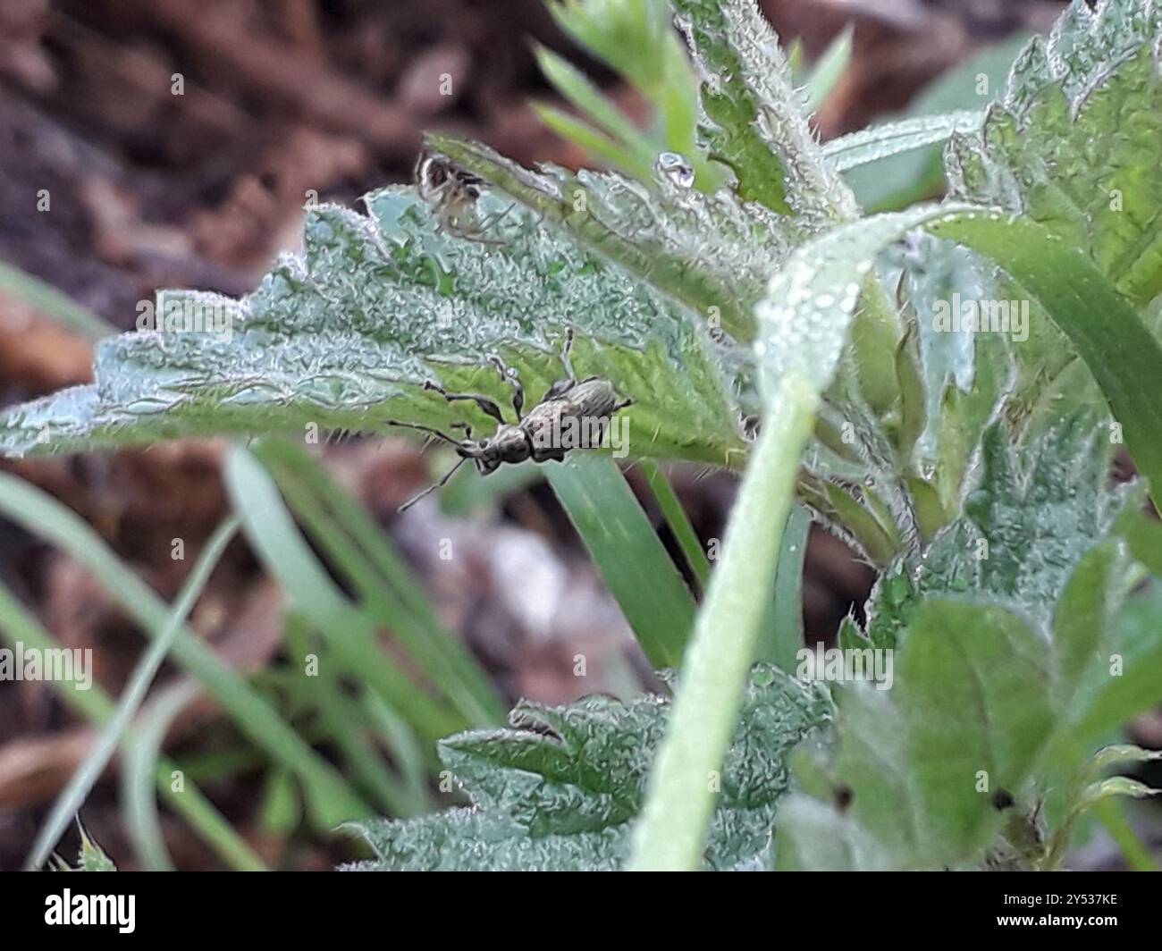 Nettle weevil (Phyllobius pomaceus) Insecta Stock Photo - Alamy