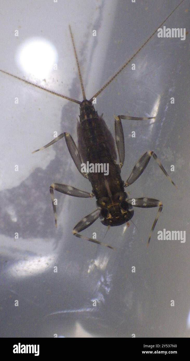 Orange Cahill (Stenacron interpunctatum) Insecta Stock Photo - Alamy