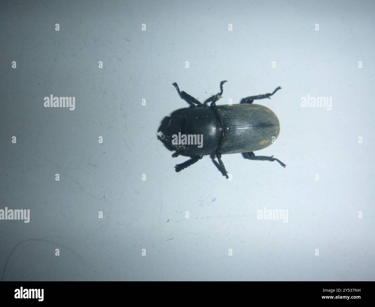 Lesser Stag Beetle (Dorcus parallelipipedus) Insecta Stock Photo - Alamy