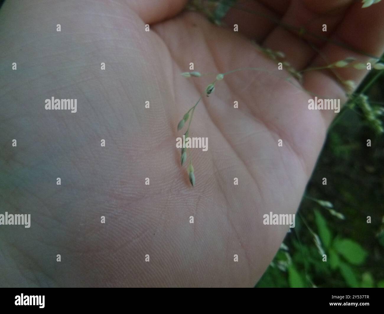 Wood Millet (Milium effusum) Plantae Stock Photo - Alamy