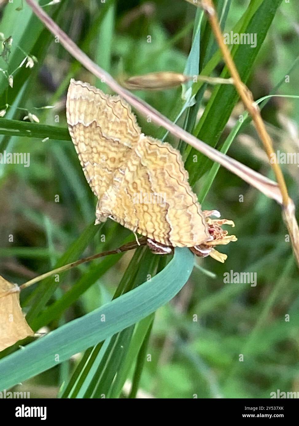 Yellow Shell Moth (Camptogramma bilineata) Insecta Stock Photo - Alamy