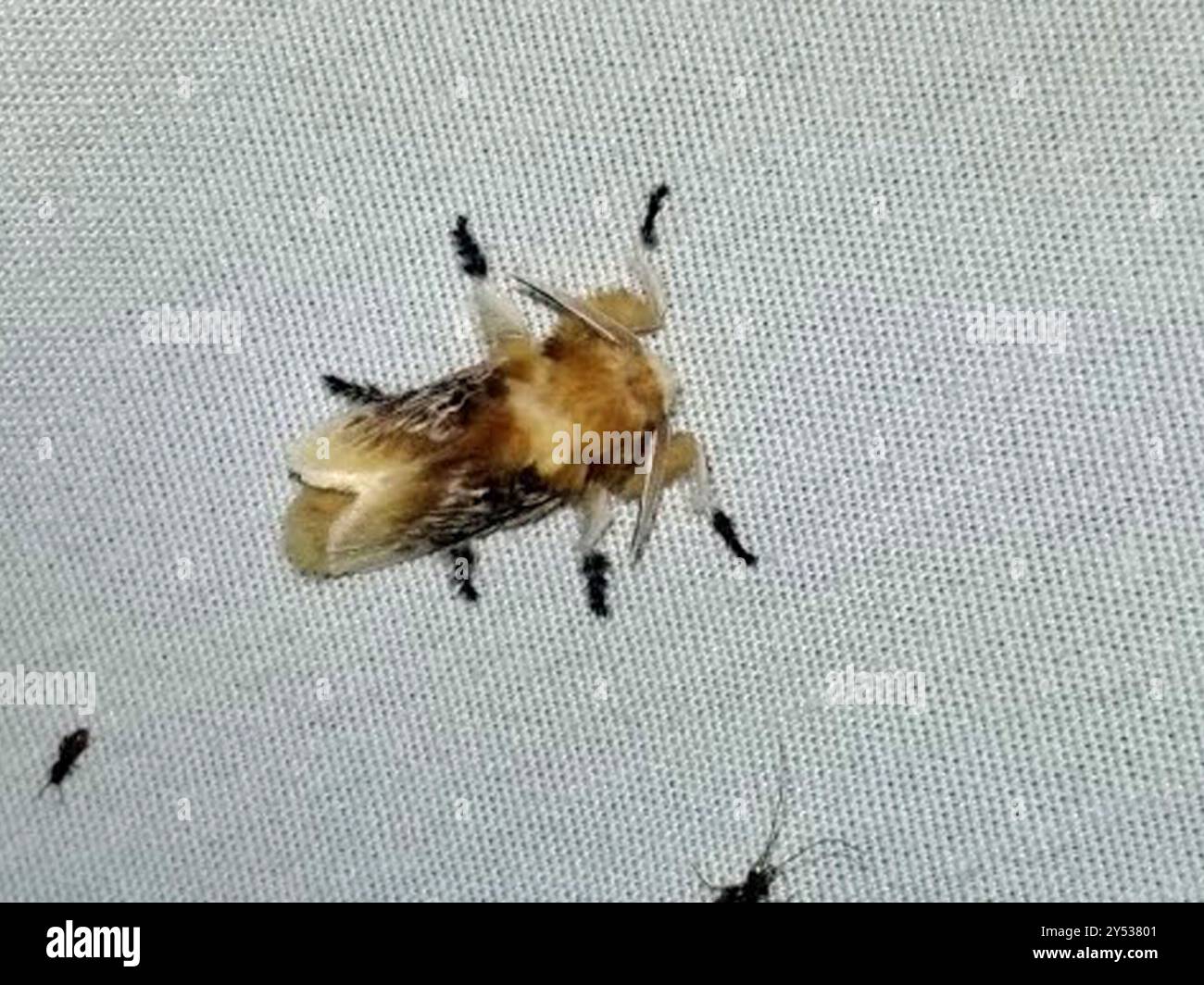 Southern Flannel Moth (Megalopyge opercularis) Insecta Stock Photo - Alamy