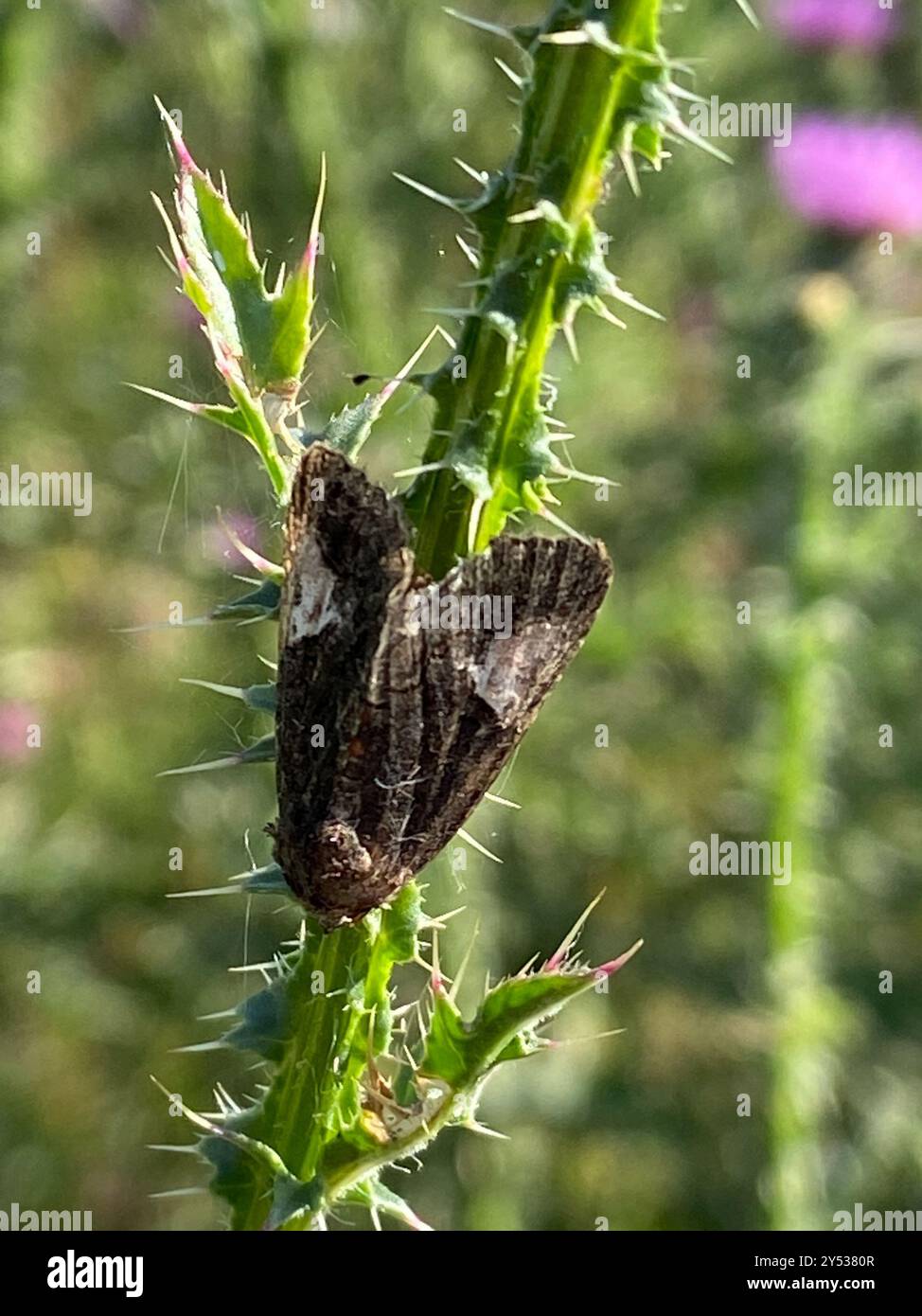 Aedia hi-res stock photography and images - Alamy