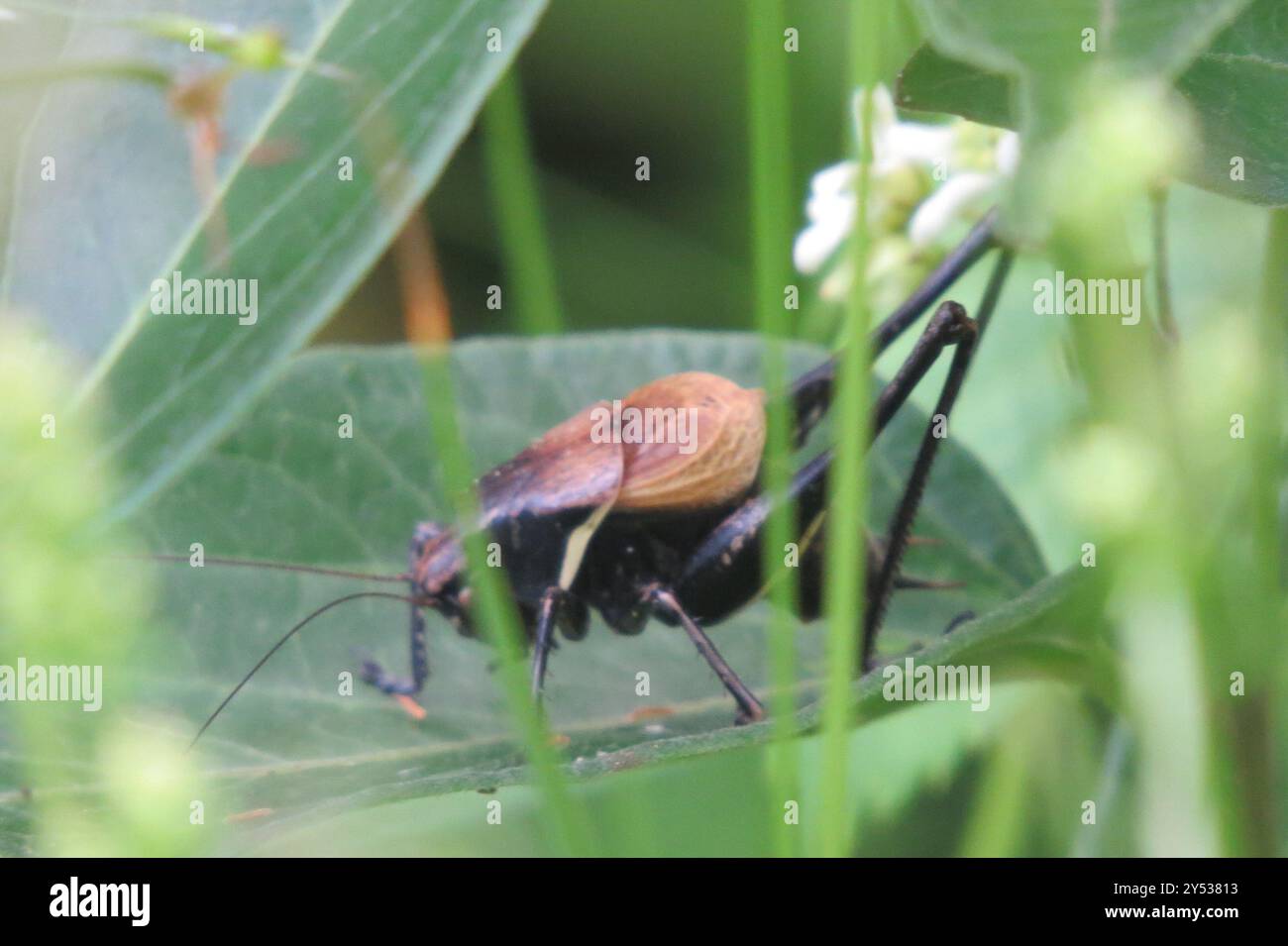 Alpine Dark Bush-cricket (Pholidoptera aptera) Insecta Stock Photo - Alamy