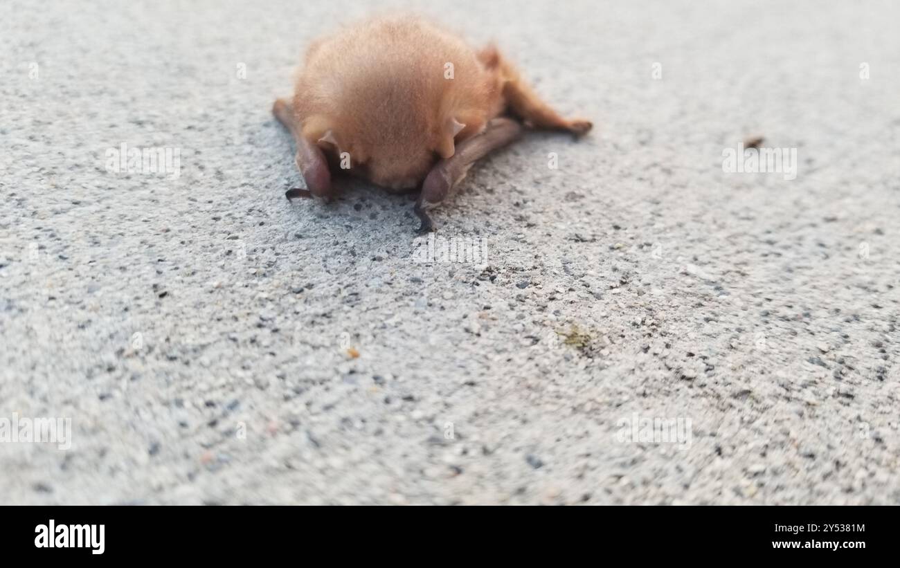 Eastern Red Bat (Lasiurus borealis) Mammalia Stock Photo - Alamy