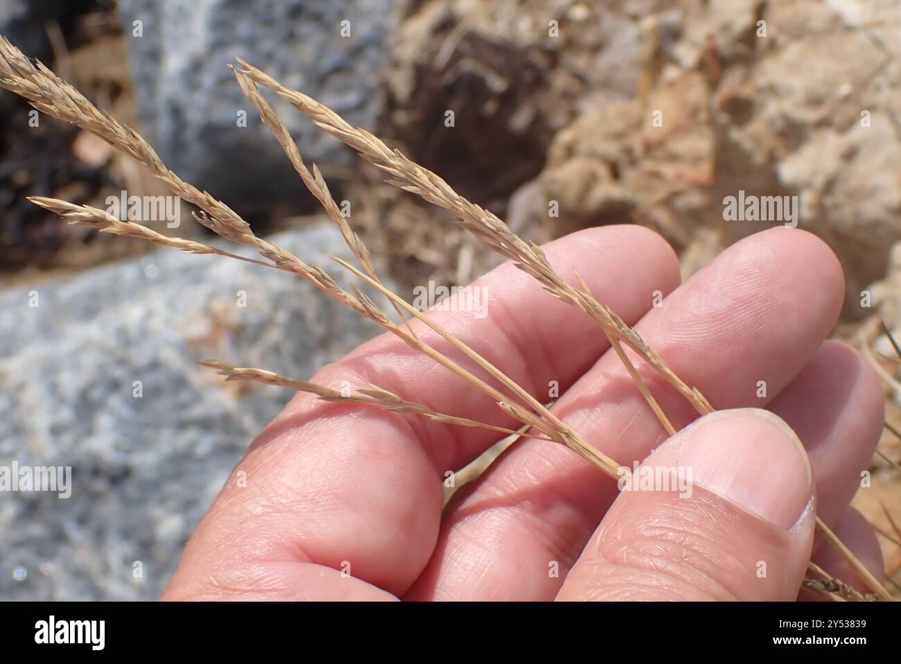 Salt Grass (Puccinellia) Plantae Stock Photo - Alamy