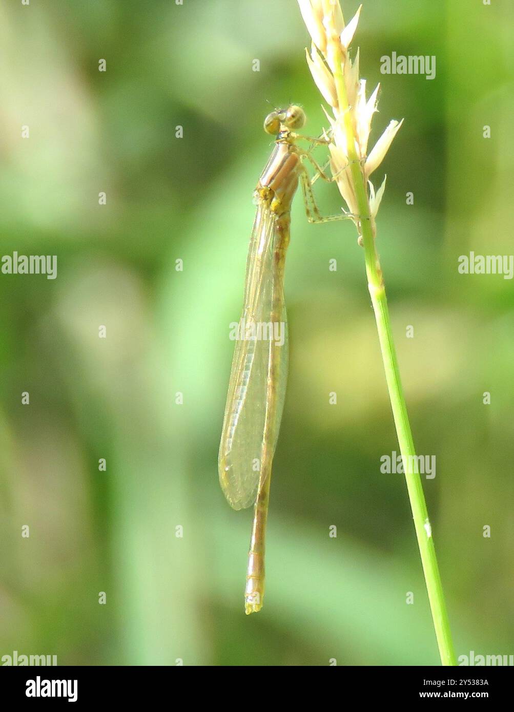 Narrow-winged Damselflies (Coenagrionidae) Insecta Stock Photo - Alamy