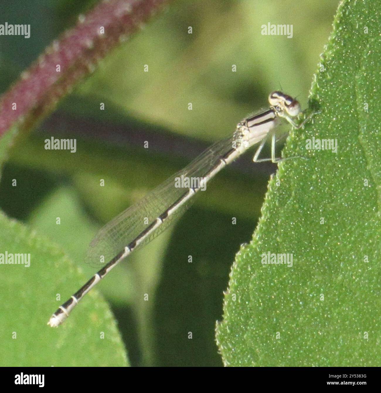 Narrow-winged Damselflies (Coenagrionidae) Insecta Stock Photo - Alamy