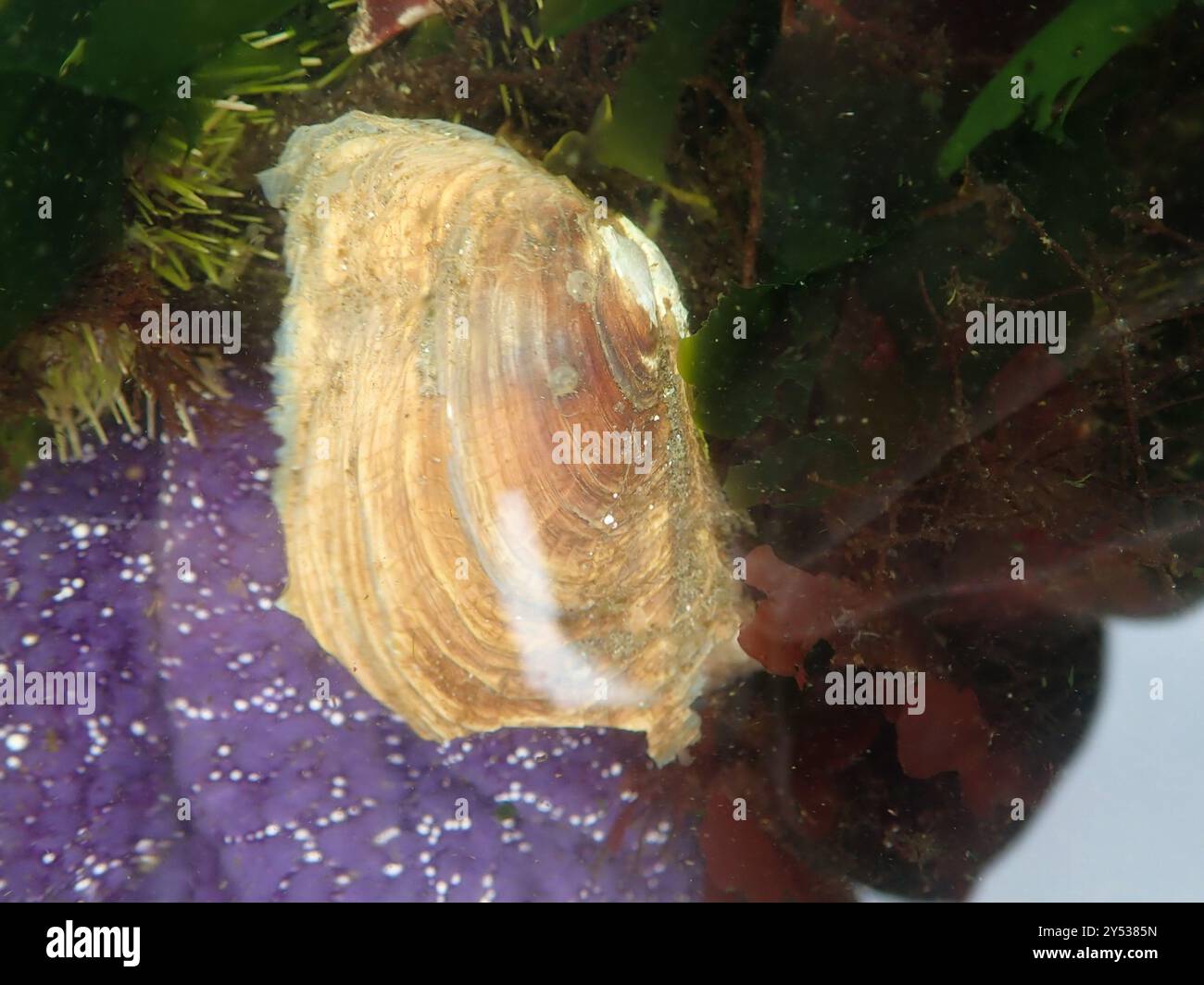 Northwest Ugly Clam (Entodesma navicula) Mollusca Stock Photo - Alamy