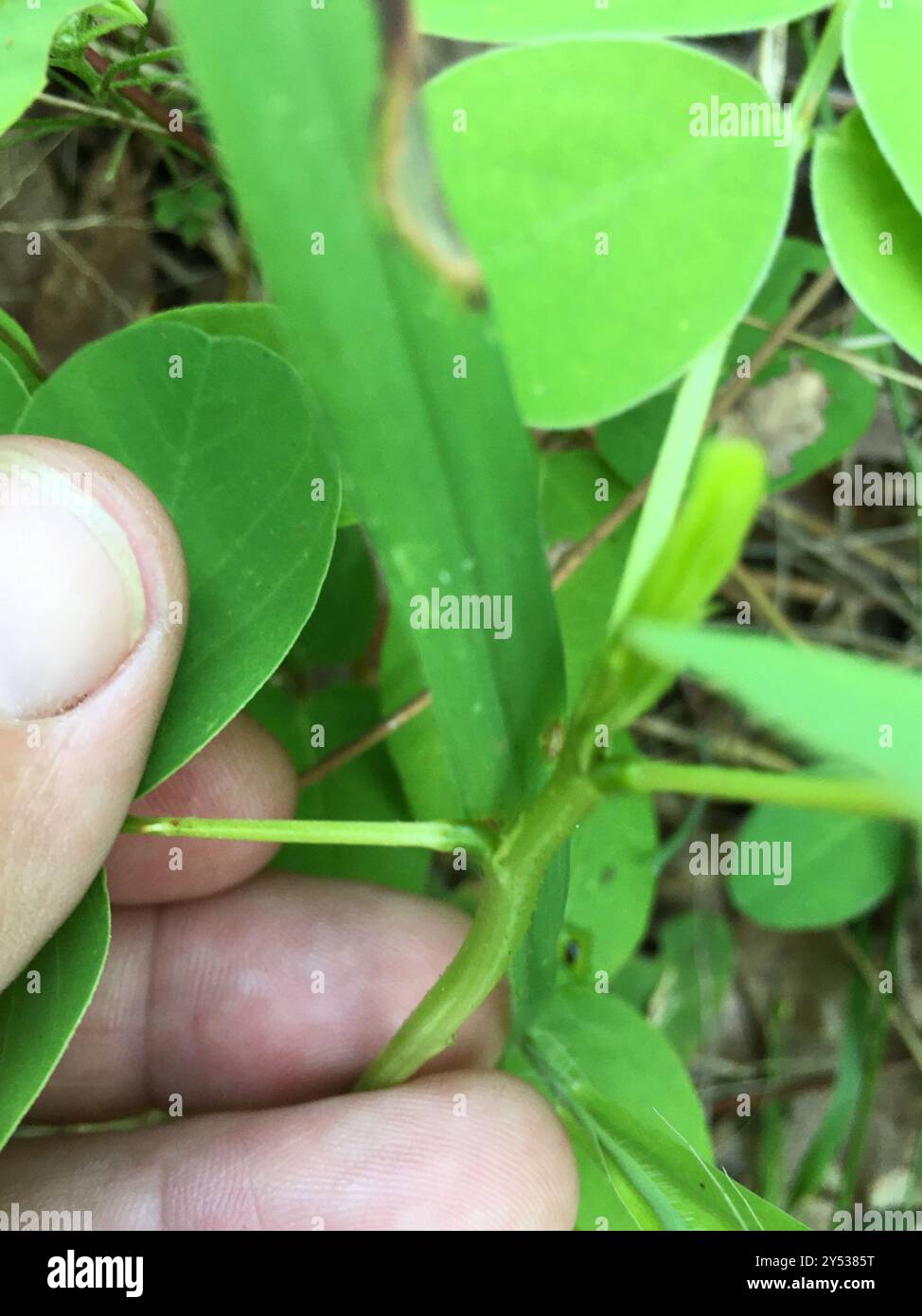 American Sicklepod (Senna obtusifolia) Plantae Stock Photo - Alamy