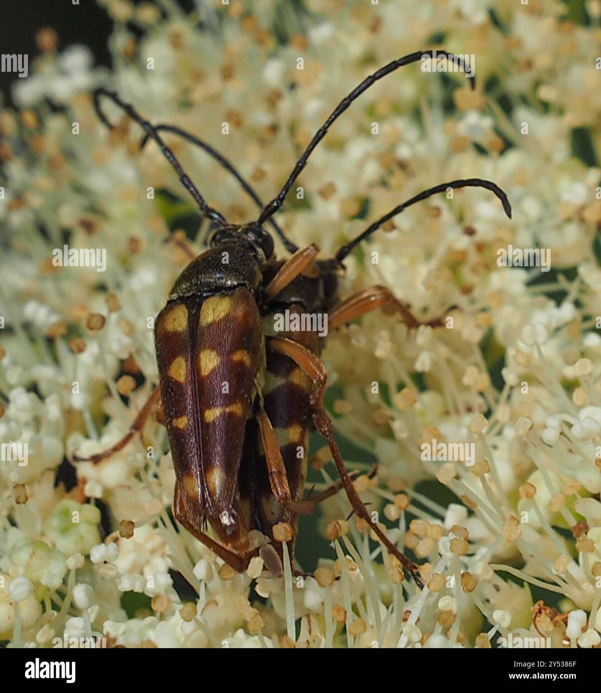 Banded Longhorn Beetle (Typocerus velutinus) Insecta Stock Photo - Alamy