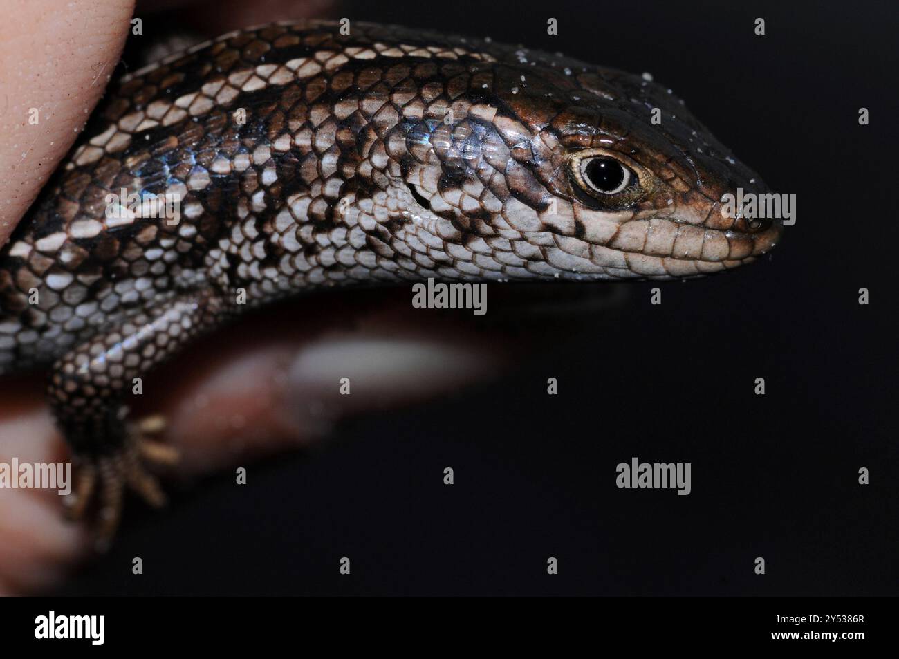 Cape Skink (Trachylepis capensis) Reptilia Stock Photo - Alamy