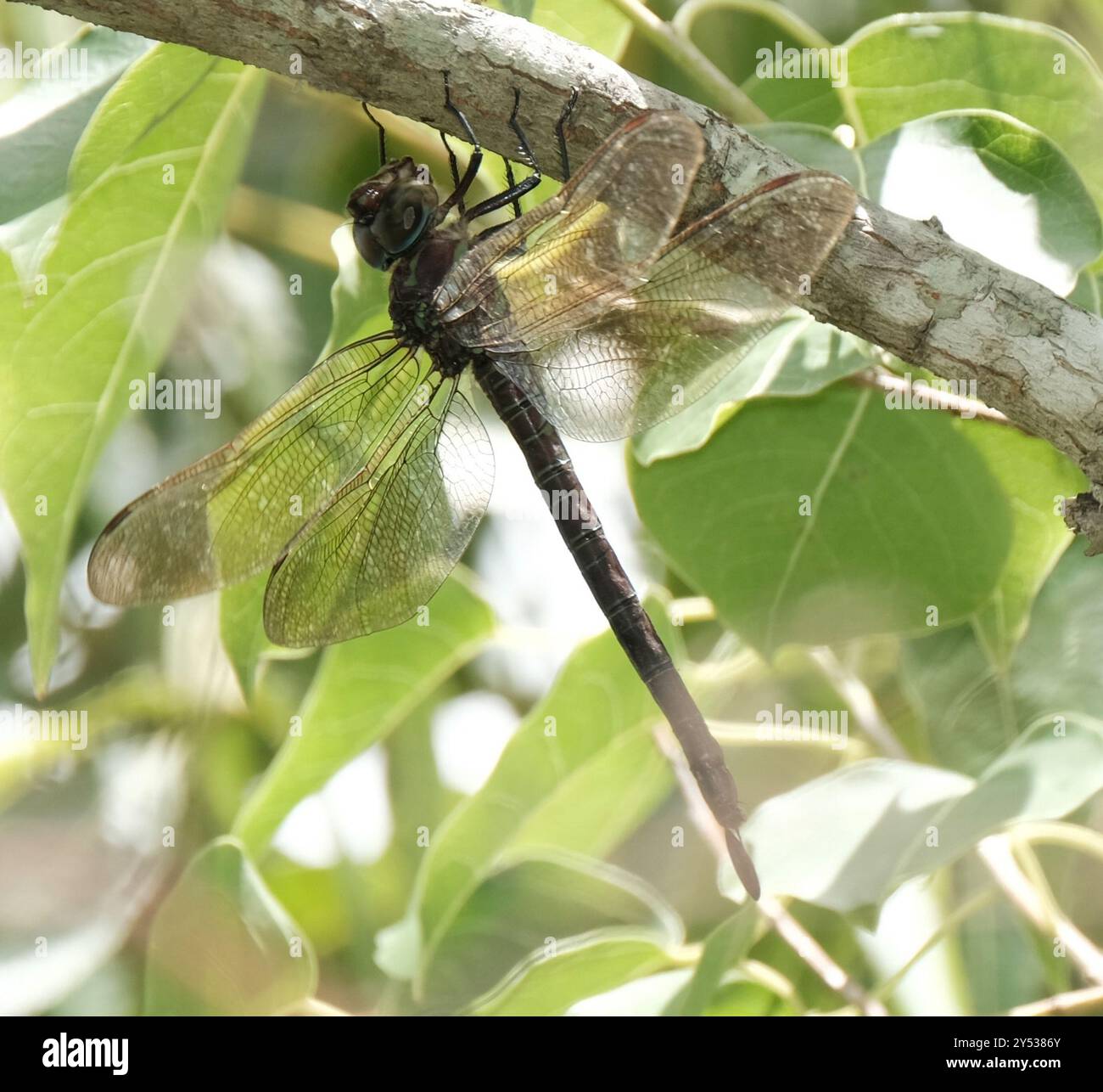 Swamp Darner (Epiaeschna heros) Insecta Stock Photo - Alamy