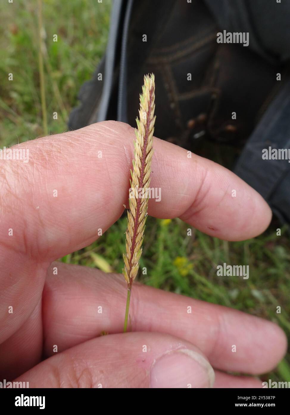 crested dogtail grass (Cynosurus cristatus) Plantae Stock Photo - Alamy