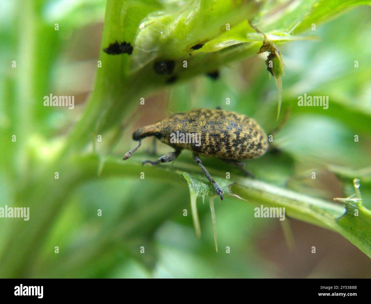 Canada Thistle Bud Weevil (Larinus carlinae) Insecta Stock Photo - Alamy