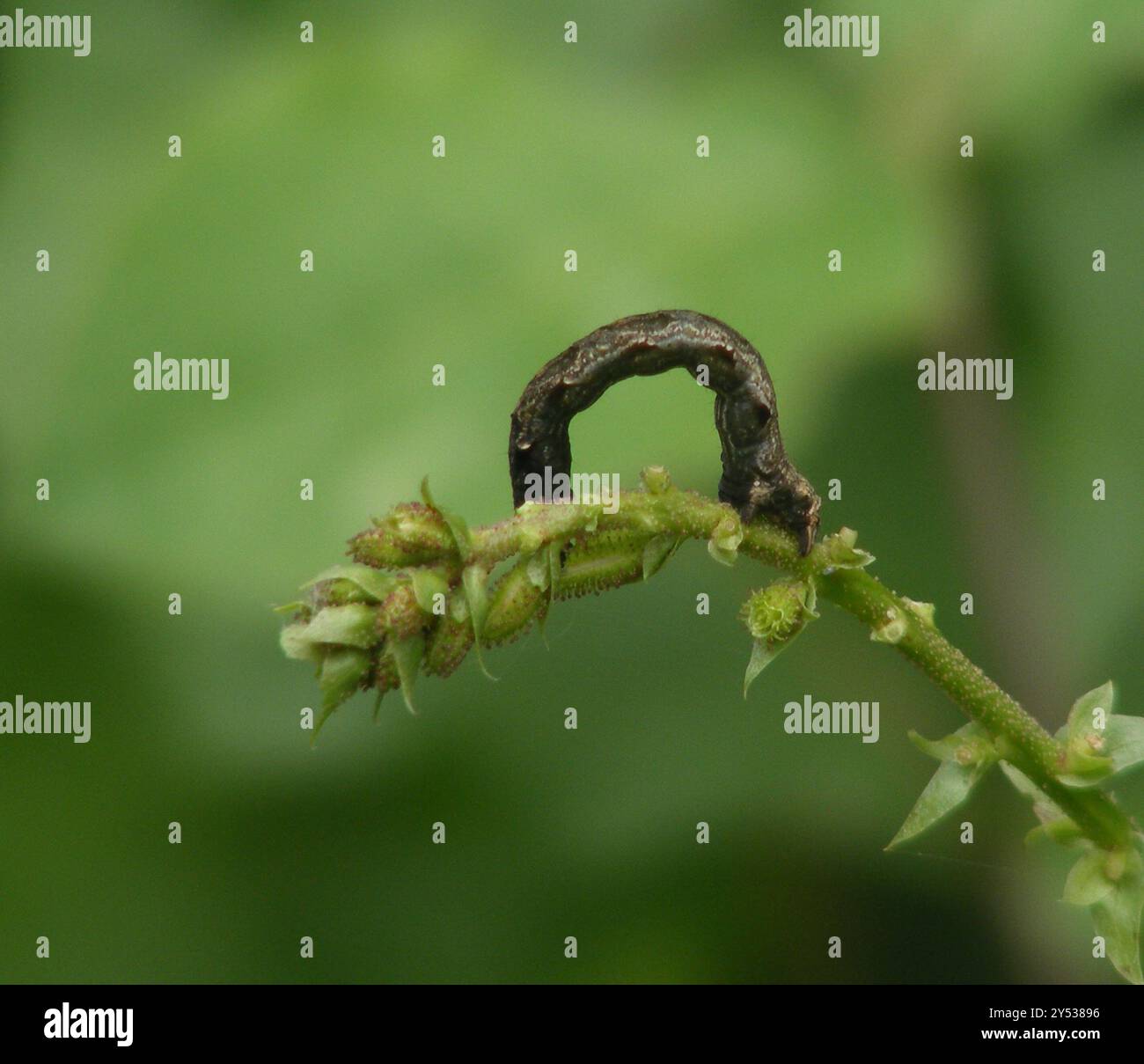 Geometer Moths (Geometridae) Insecta Stock Photo - Alamy