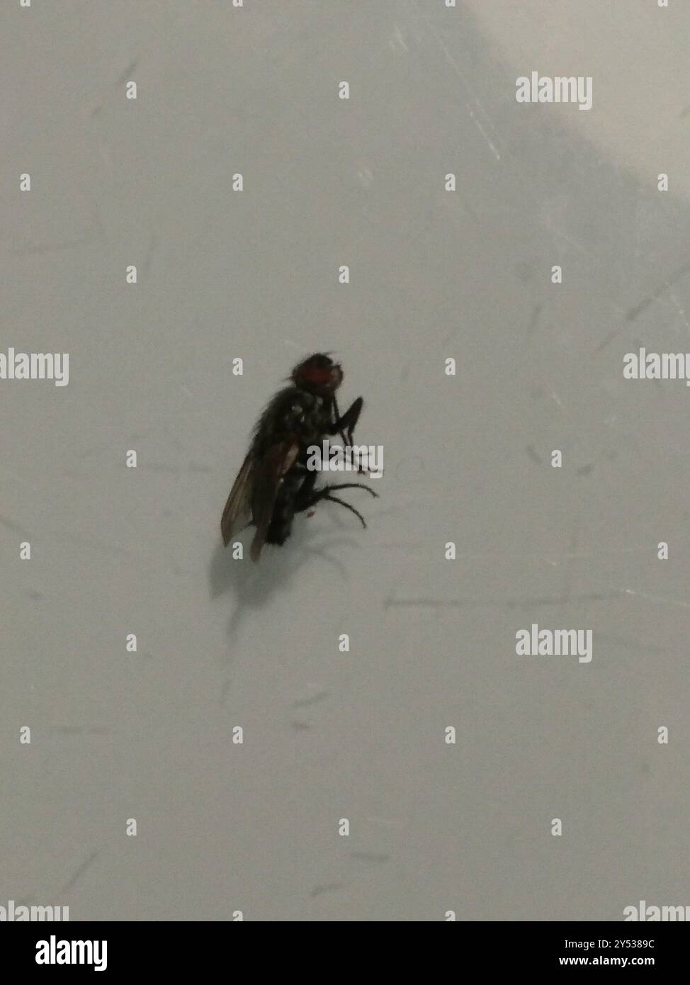 Common House Fly (Musca domestica) Insecta Stock Photo - Alamy