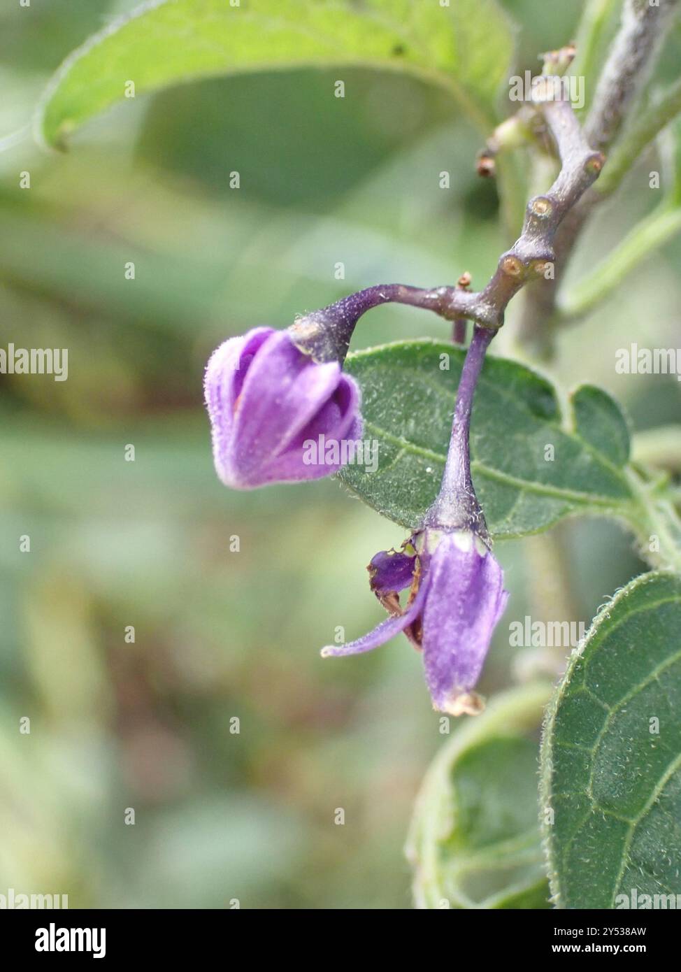 Chinese teaplant (Lycium chinense) Plantae Stock Photo - Alamy