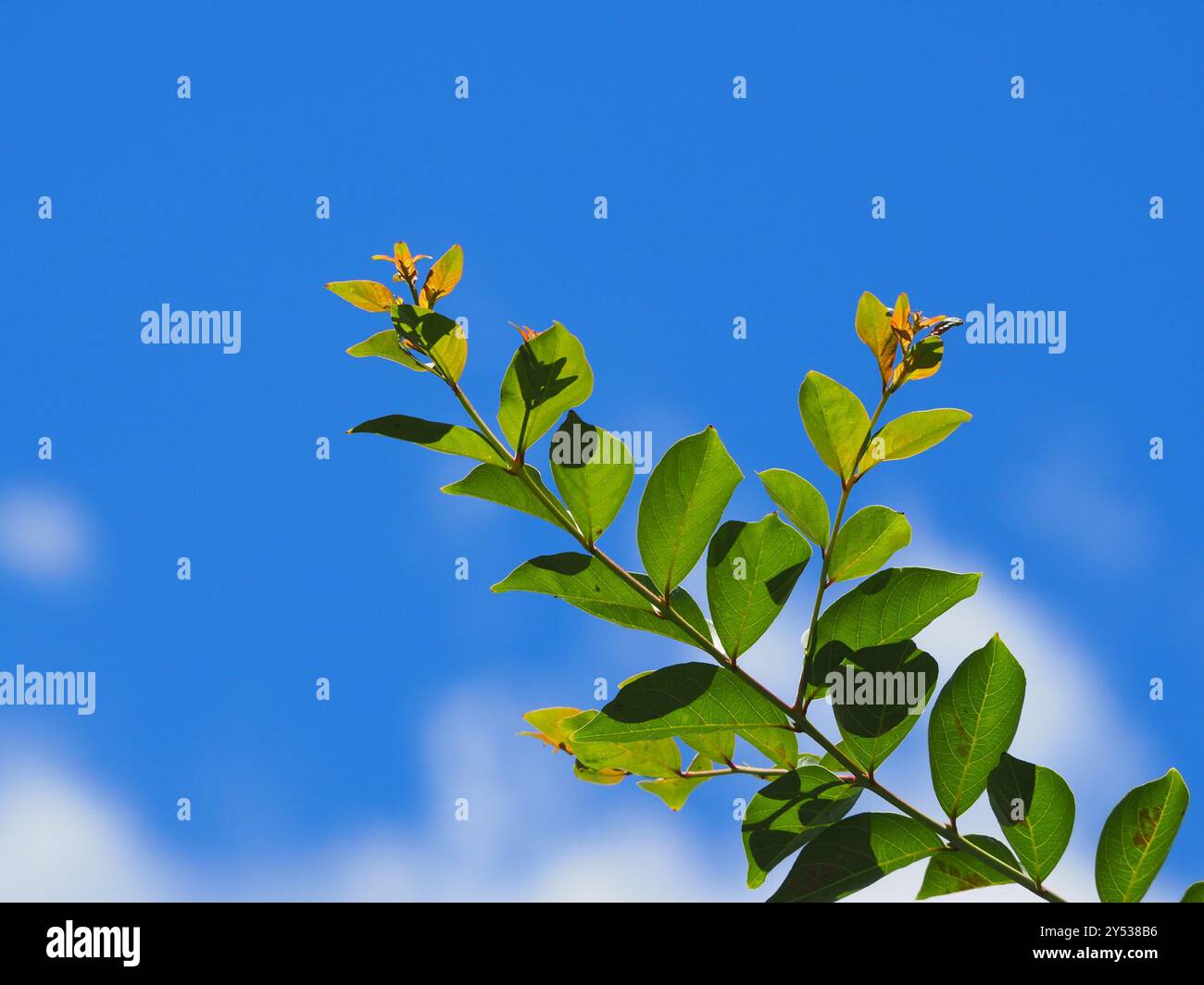 Subcostate Crape Myrtle (Lagerstroemia subcostata) Plantae Stock Photo ...