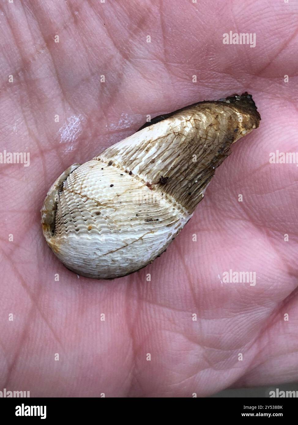 Scale-sided Piddock (Parapholas californica) Mollusca Stock Photo - Alamy