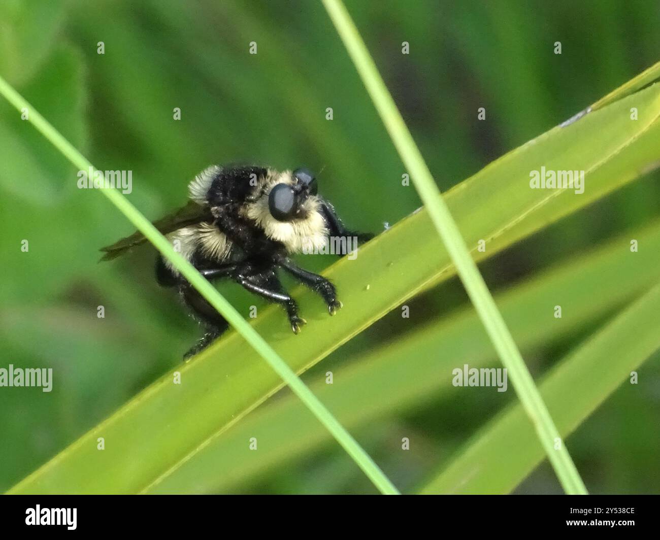 Southern Bee-Killer (Mallophora orcina) Insecta Stock Photo - Alamy