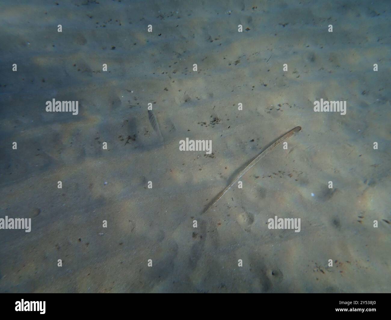 Striped Seabream (Lithognathus mormyrus) Actinopterygii Stock Photo - Alamy