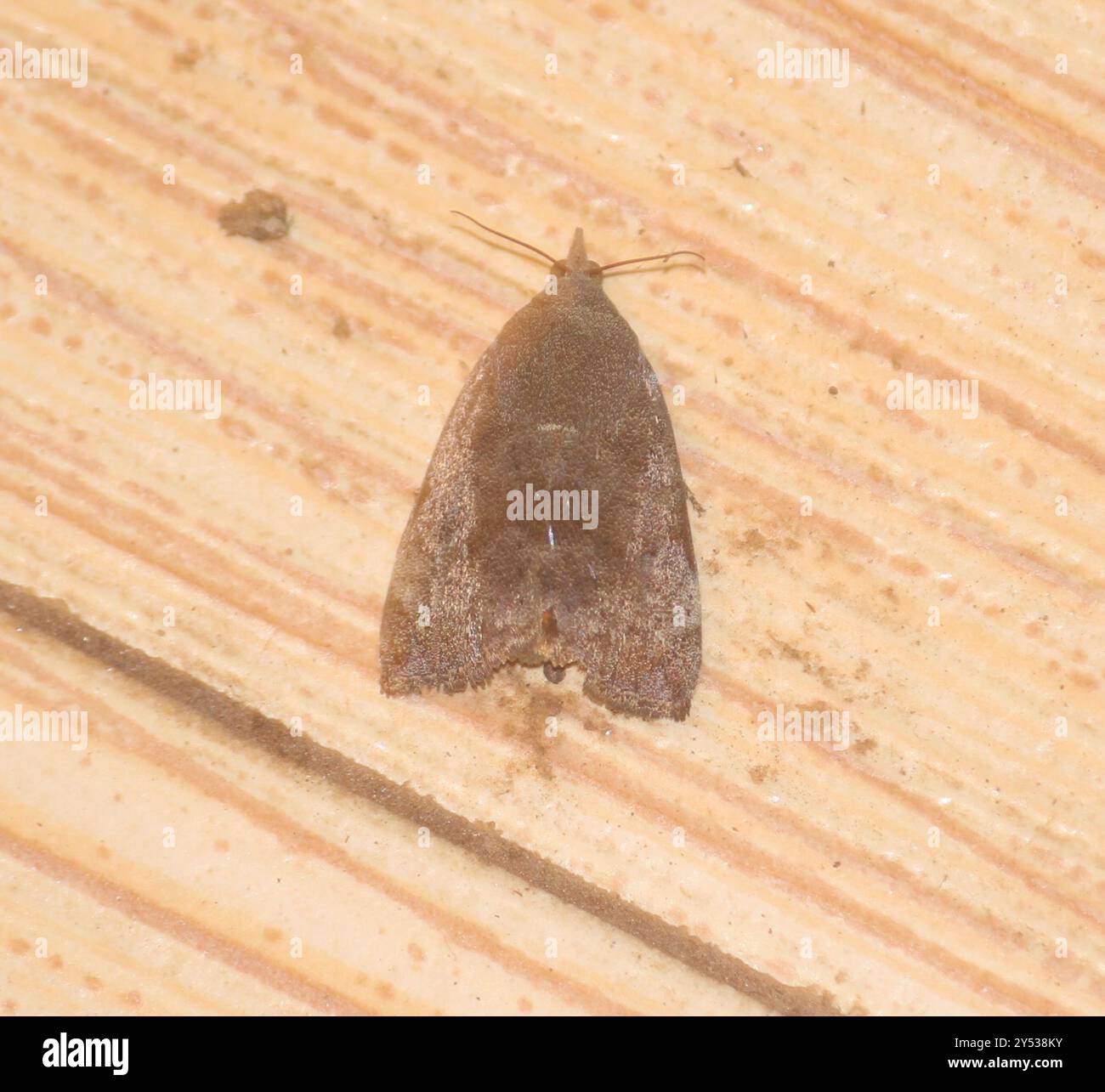 Teak Defoliator (Hyblaea puera) Insecta Stock Photo - Alamy