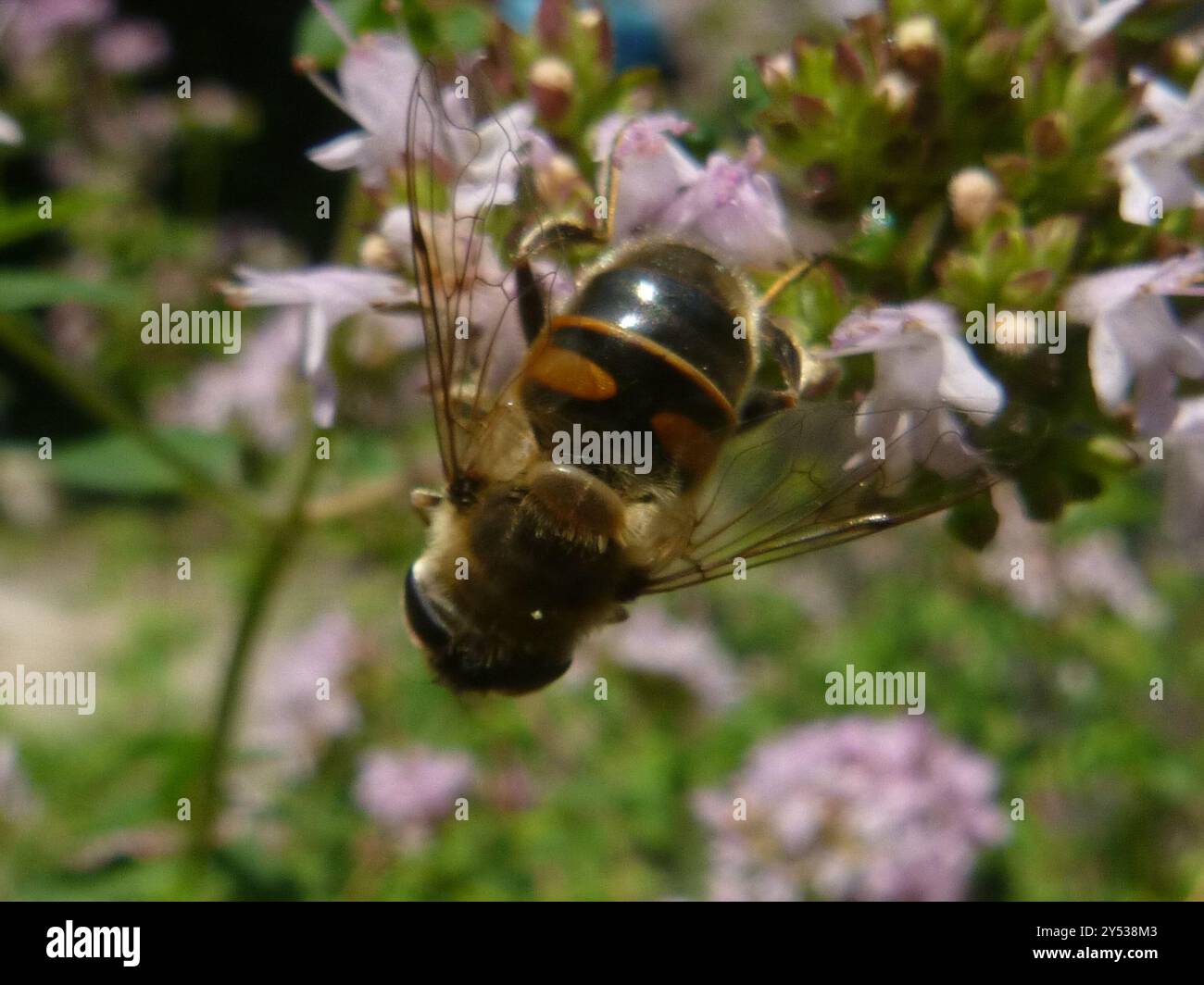 Common Drone Fly (Eristalis tenax) Insecta Stock Photo - Alamy