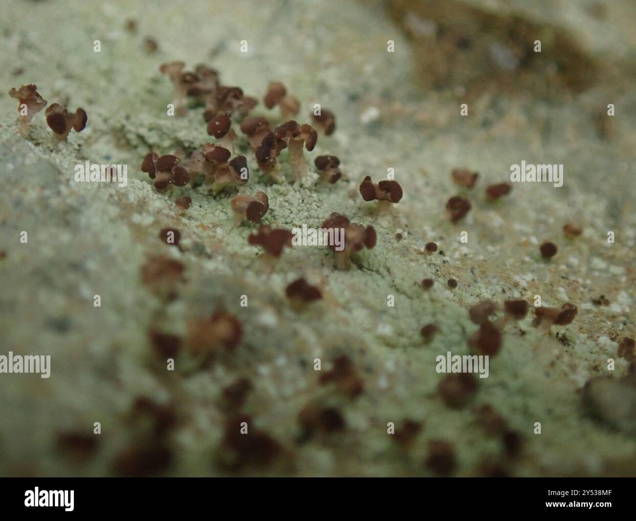 Brown Beret Lichen (Baeomyces rufus) Fungi Stock Photo - Alamy