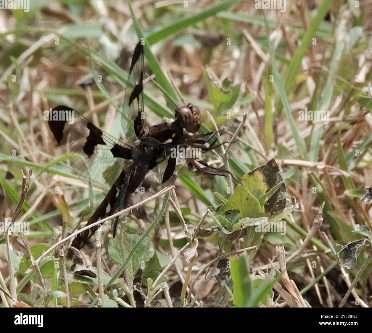 Common Whitetail (Plathemis lydia) Insecta Stock Photo - Alamy