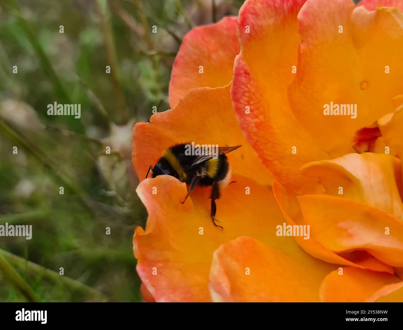 Buff-tailed Bumble Bee (Bombus terrestris) Insecta Stock Photo - Alamy
