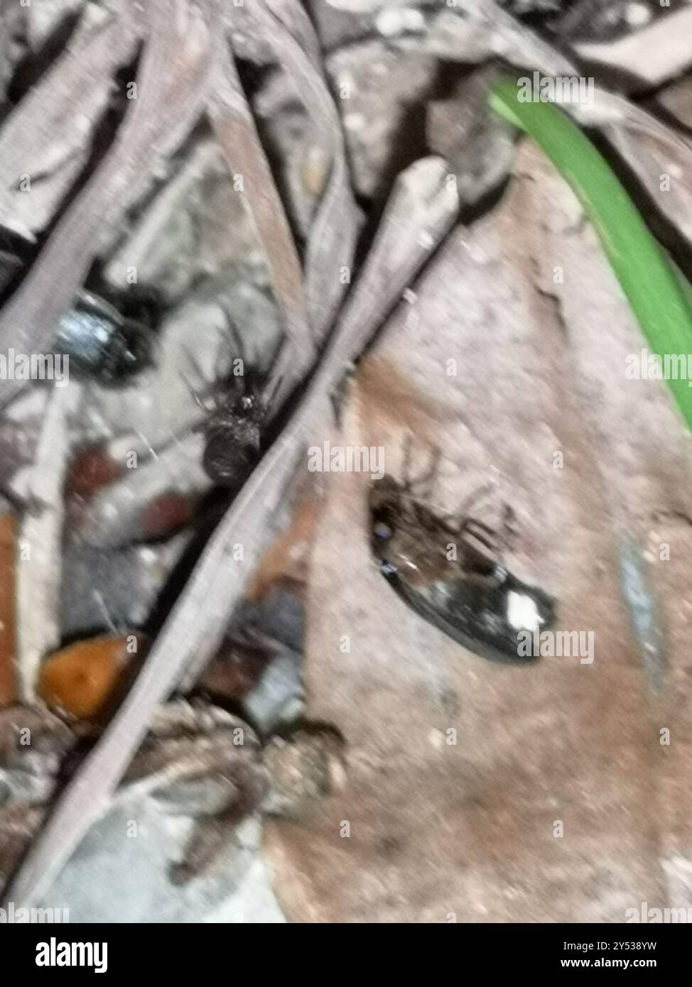 Lesser Glowworm (Lamprohiza splendidula) Insecta Stock Photo - Alamy