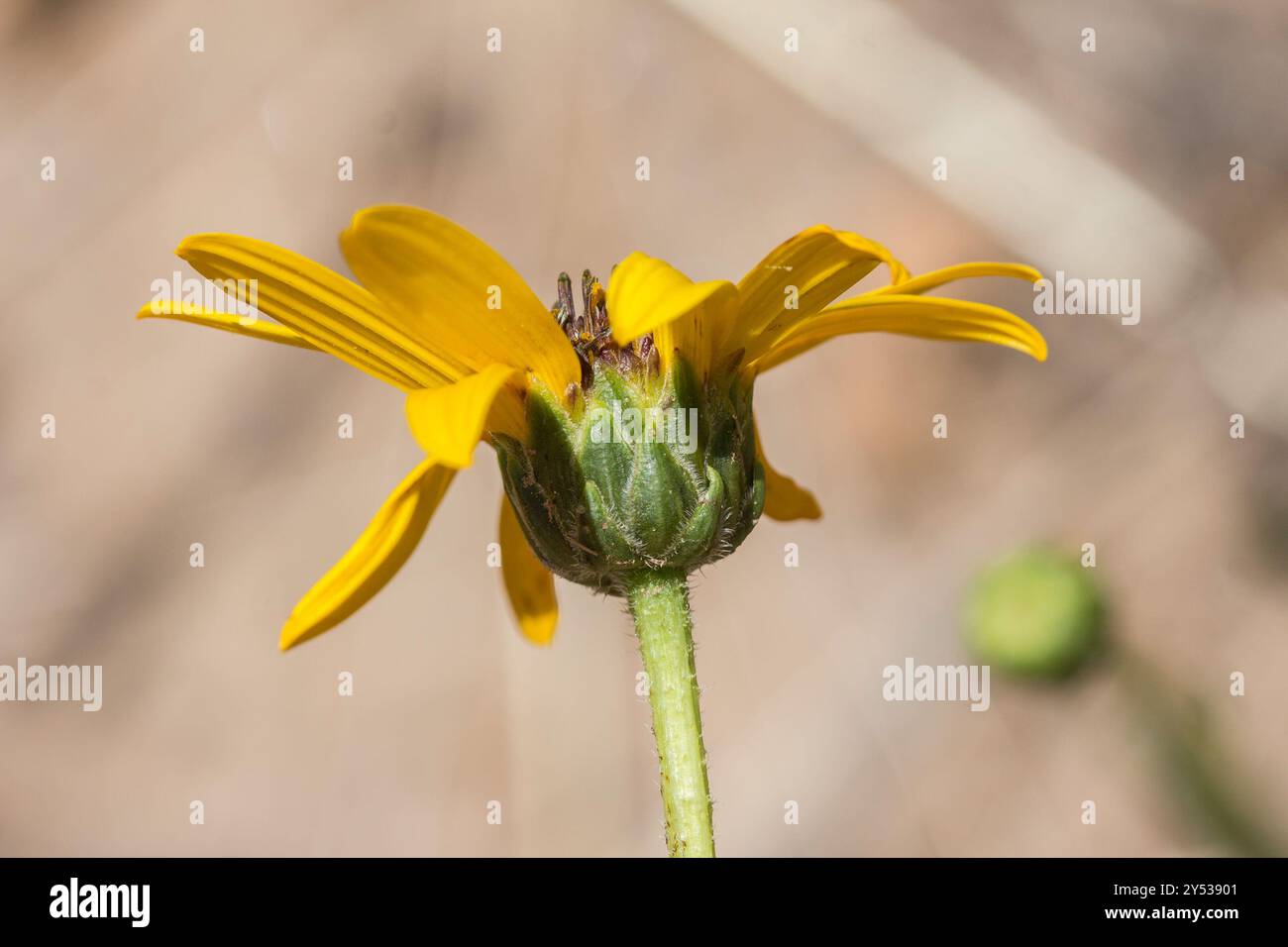 Stiff Sunflower (Helianthus pauciflorus) Plantae Stock Photo - Alamy