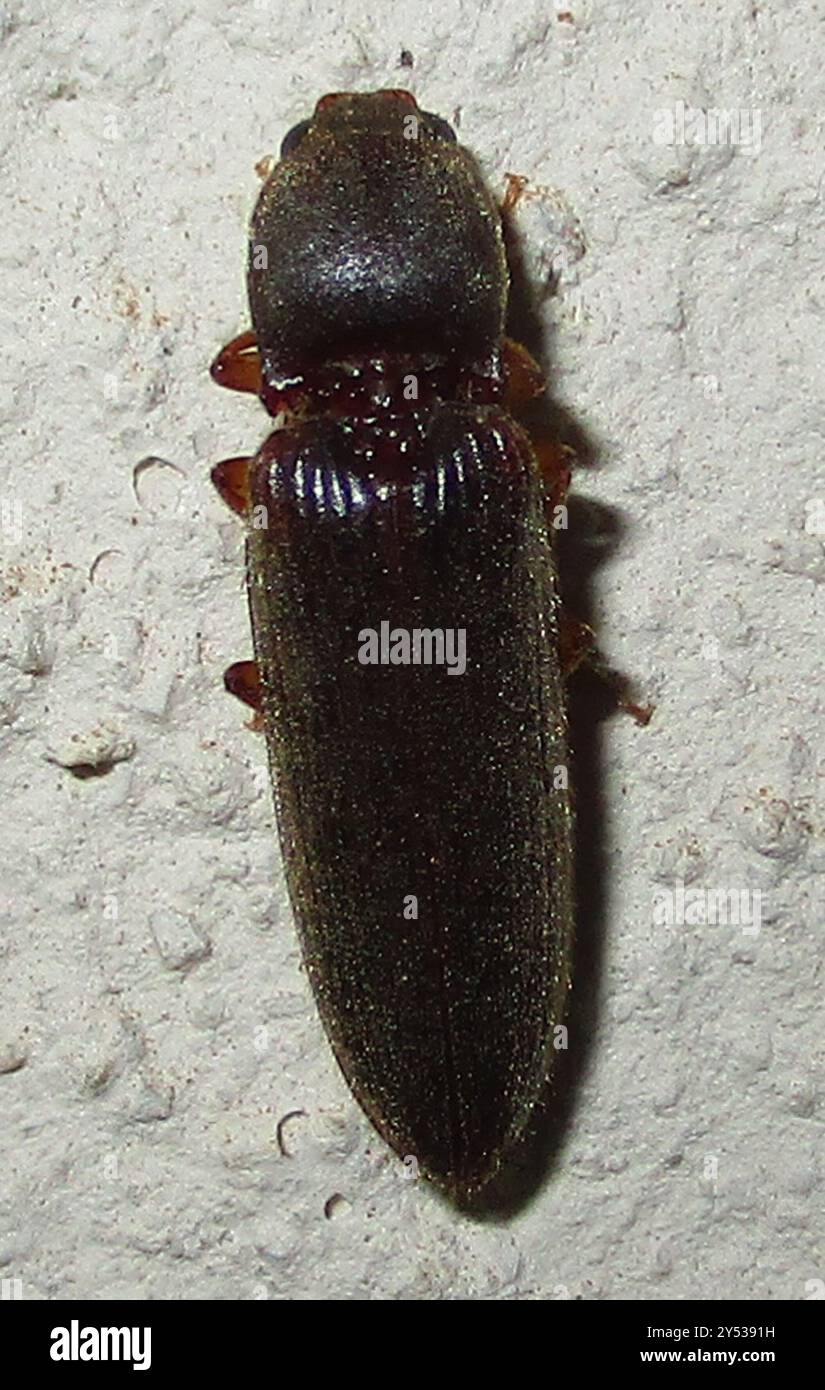 Click Beetles (Elateridae) Insecta Stock Photo - Alamy