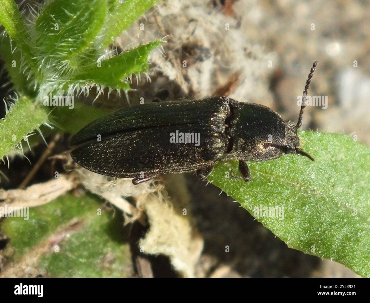 (Selatosomus gravidus) Insecta Stock Photo - Alamy