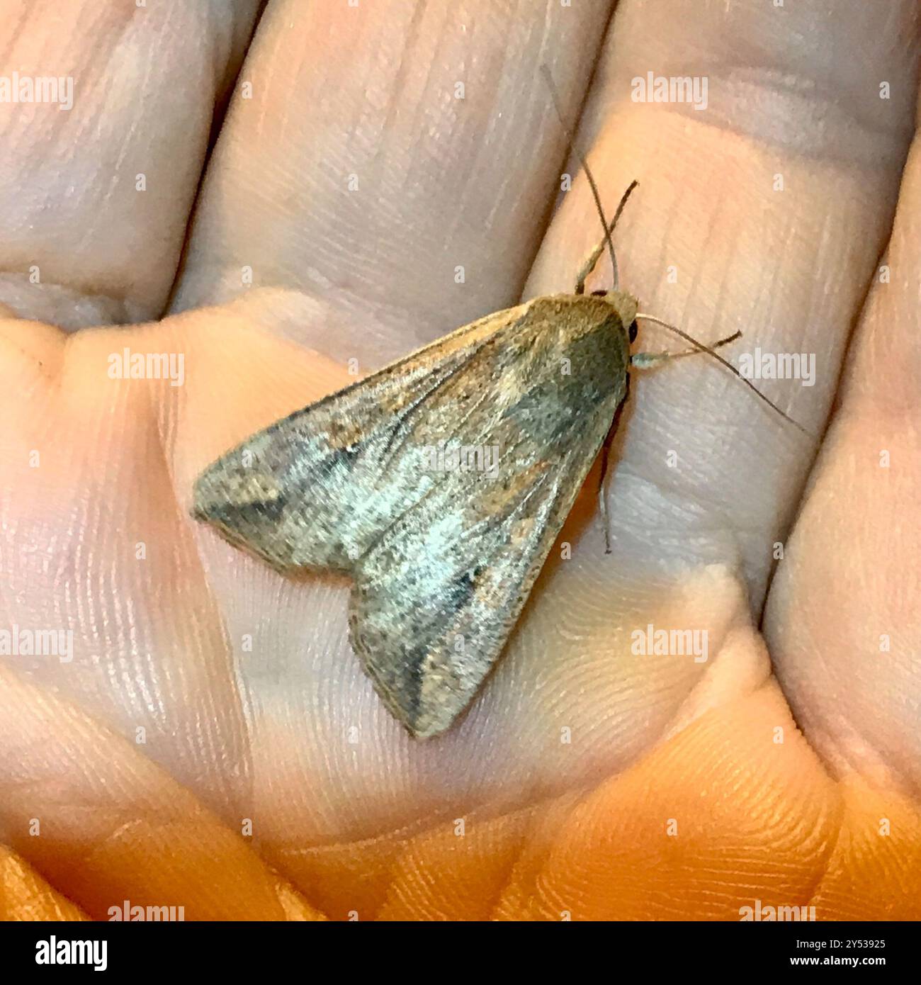 White-speck Moth (Mythimna unipuncta) Insecta Stock Photo - Alamy
