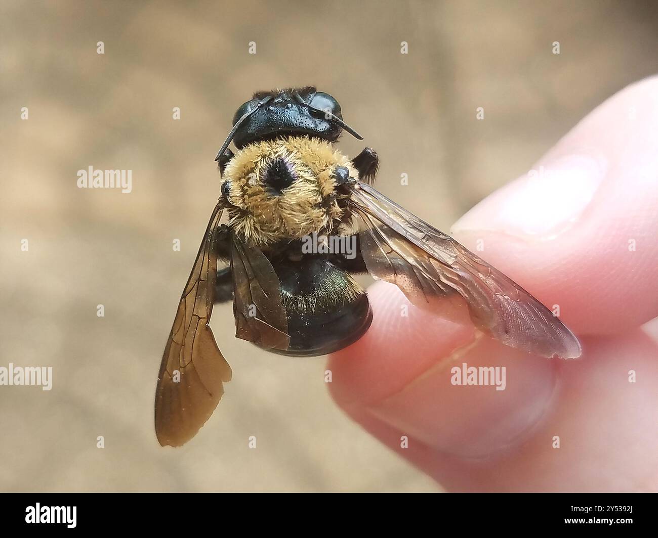 Eastern Carpenter Bee (Xylocopa virginica) Insecta Stock Photo - Alamy