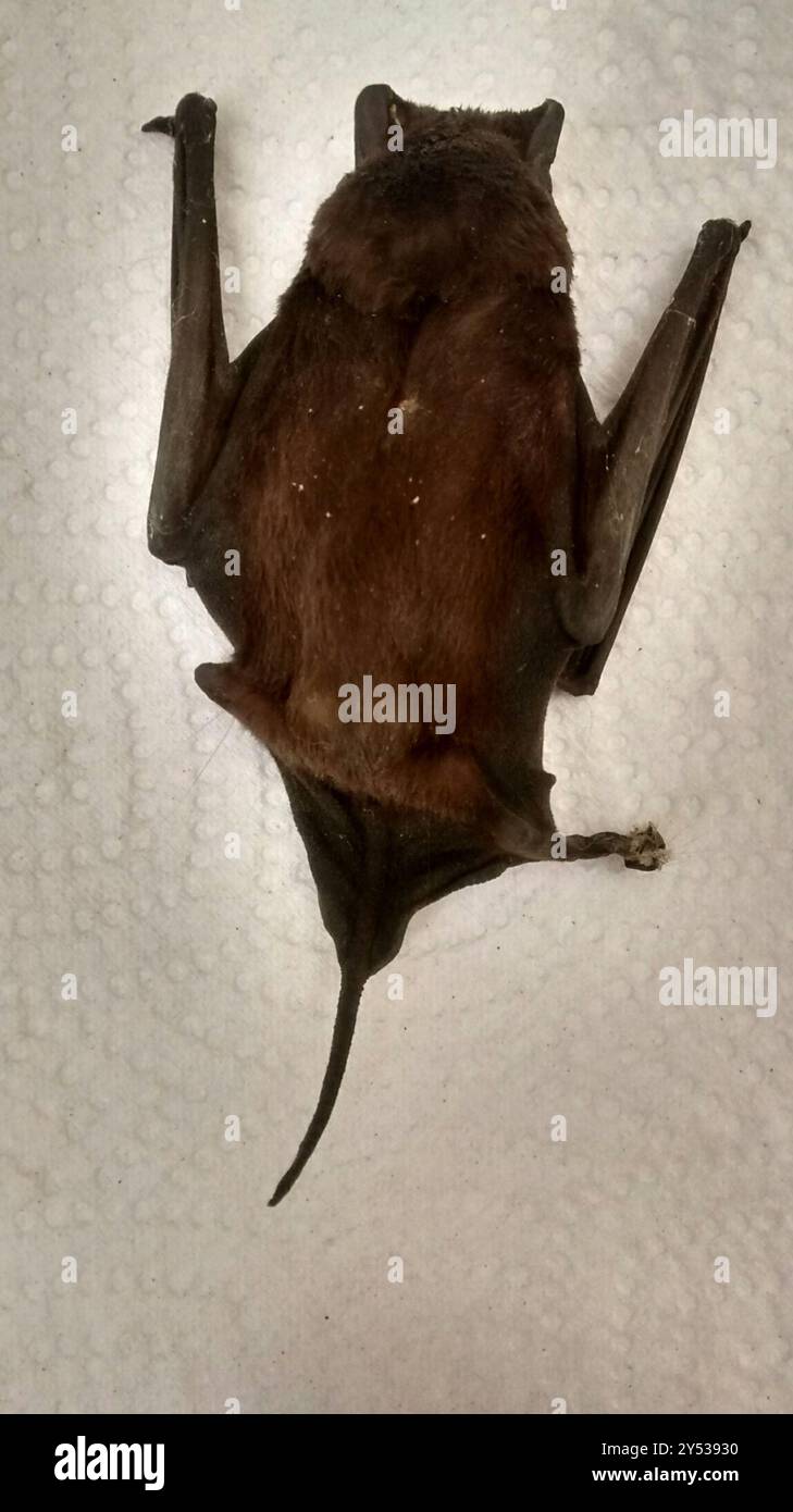 Free-tailed Bats (Molossidae) Mammalia Stock Photo - Alamy