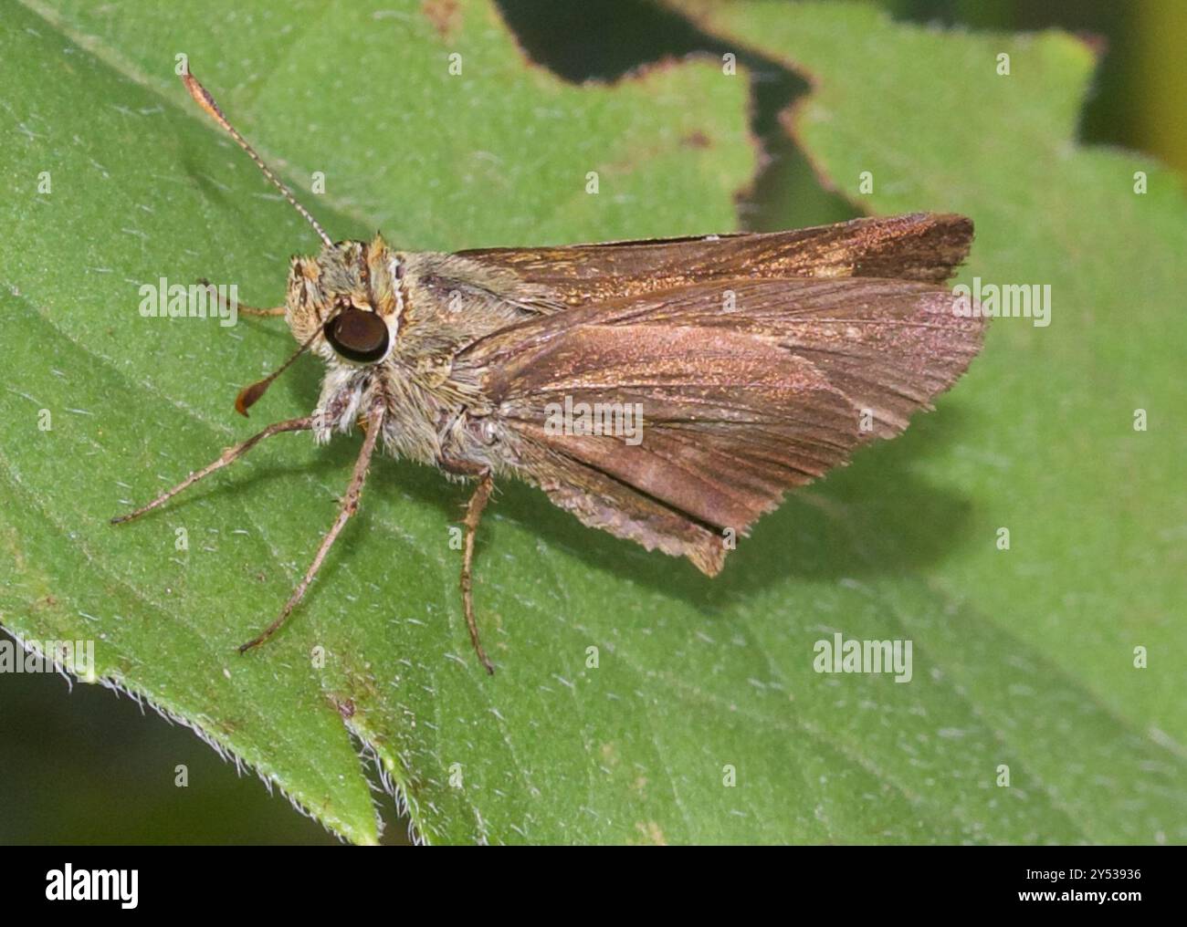 Northern Broken-Dash (Polites egeremet) Insecta Stock Photo - Alamy