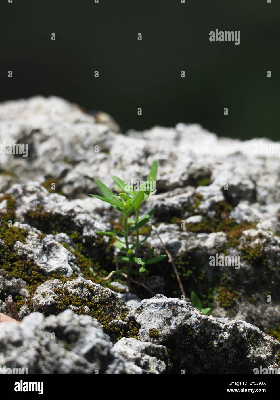 Old World Diamond Flower (Oldenlandia corymbosa) Plantae Stock Photo ...