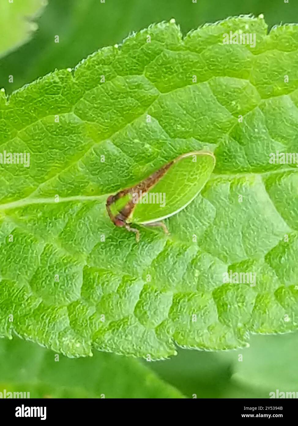 Two-striped Planthopper (Acanalonia bivittata) Insecta Stock Photo - Alamy