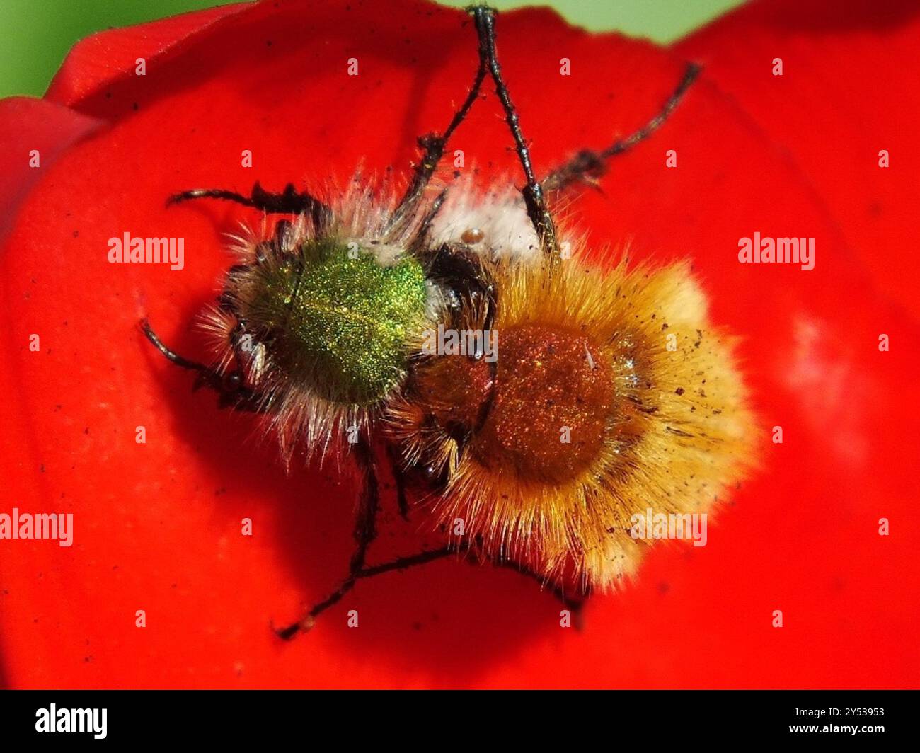 (Pygopleurus vulpes) Insecta Stock Photo - Alamy