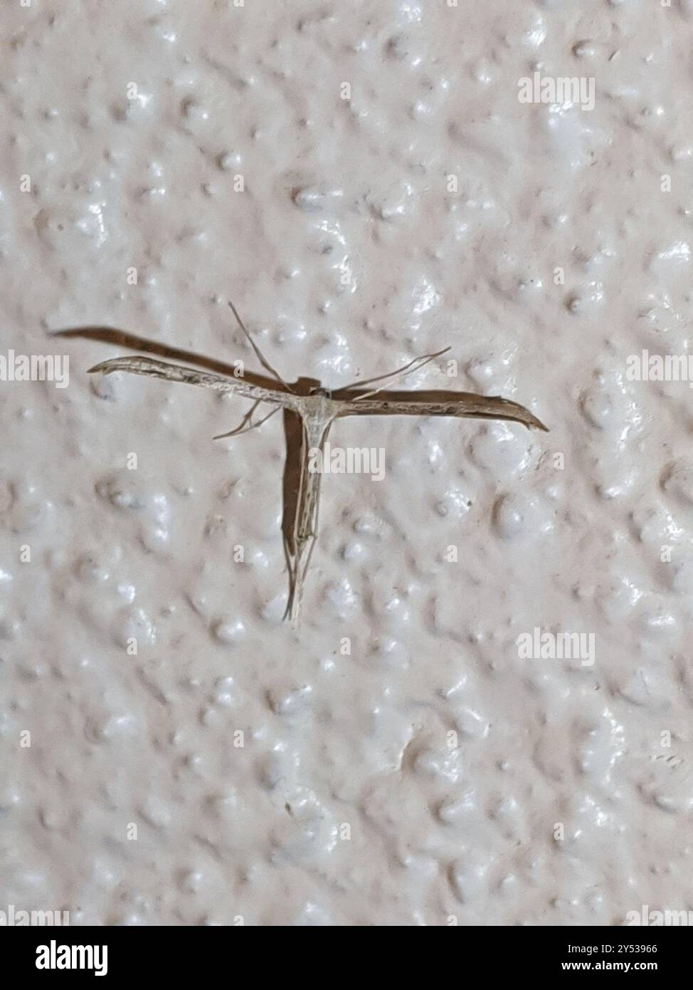 Morning-glory Plume Moth (Emmelina monodactyla) Insecta Stock Photo - Alamy