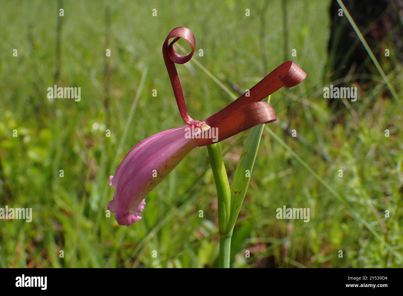 Small Coastal Plain Spreading Pogonia (Cleistesiopsis oricamporum ...