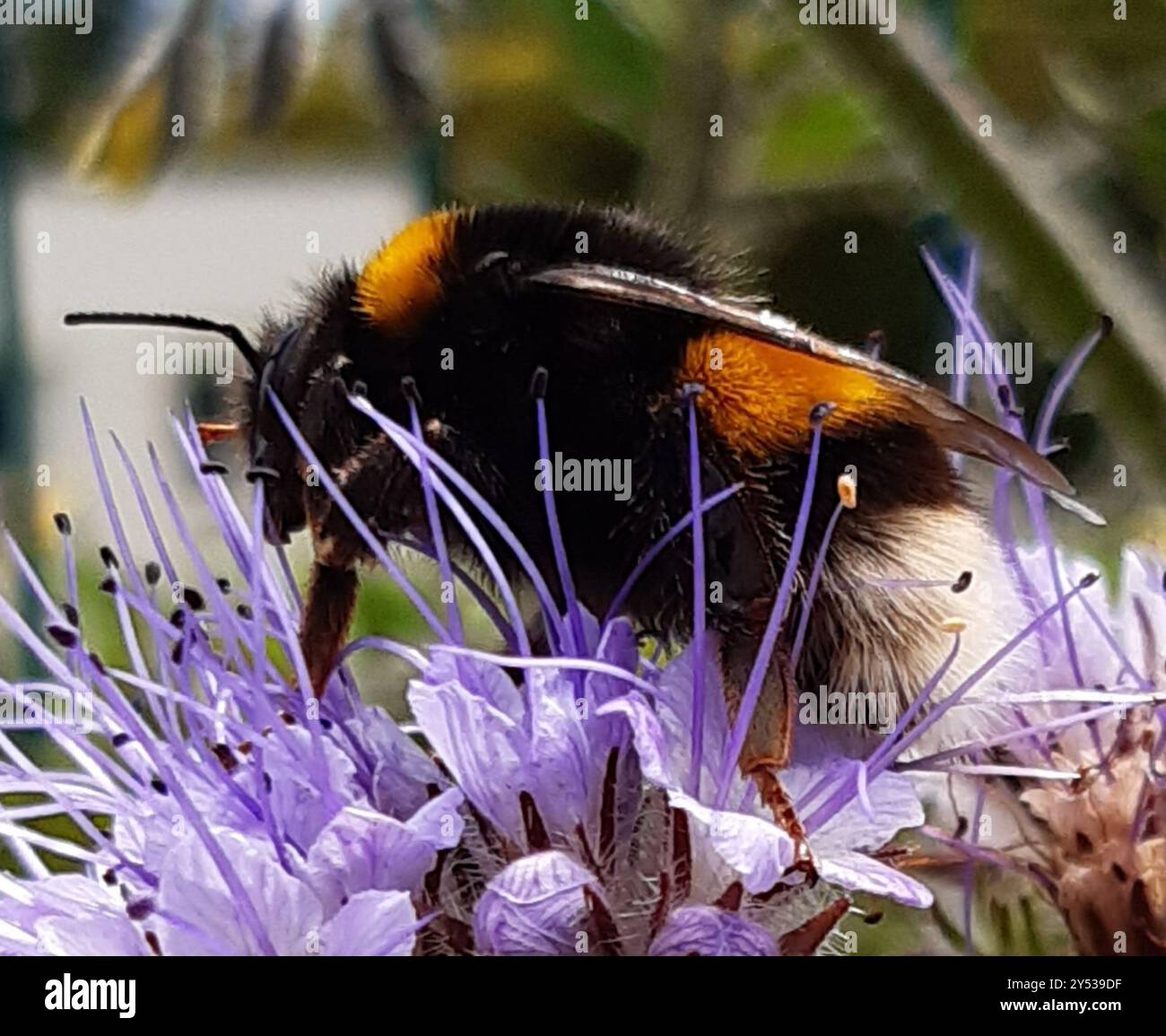 Buff-tailed Bumble Bee (Bombus terrestris) Insecta Stock Photo - Alamy