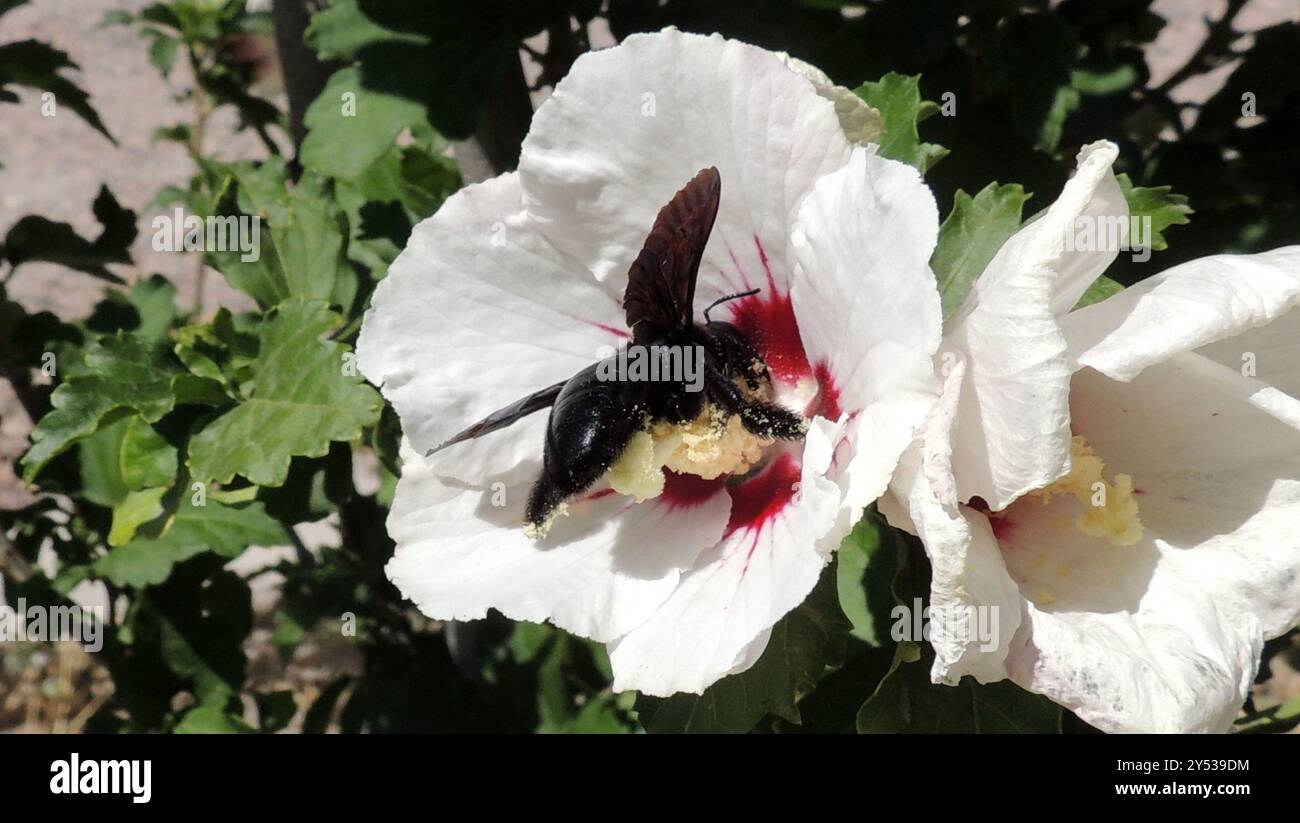 Large Carpenter Bees (Xylocopa) Insecta Stock Photo - Alamy