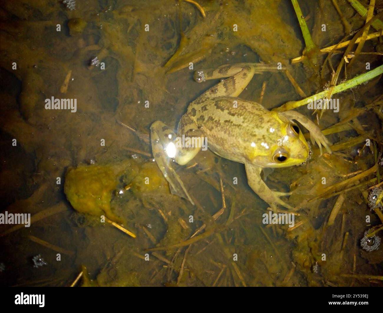 Lesser Swimming Frog (Pseudis minuta) Amphibia Stock Photo - Alamy