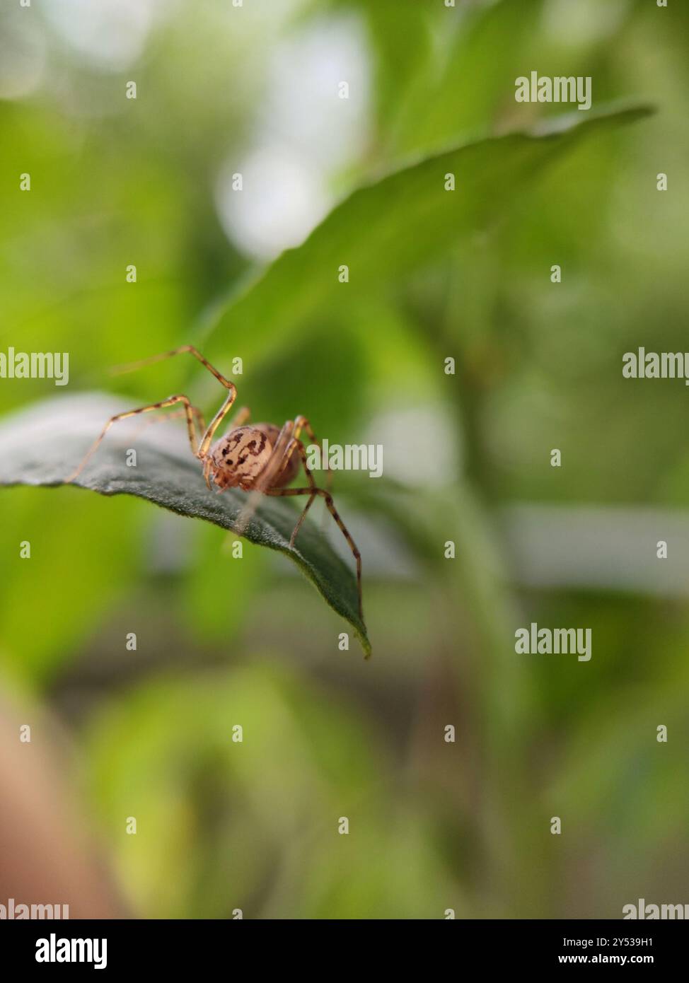 Common Spitting Spider (Scytodes thoracica) Arachnida Stock Photo - Alamy