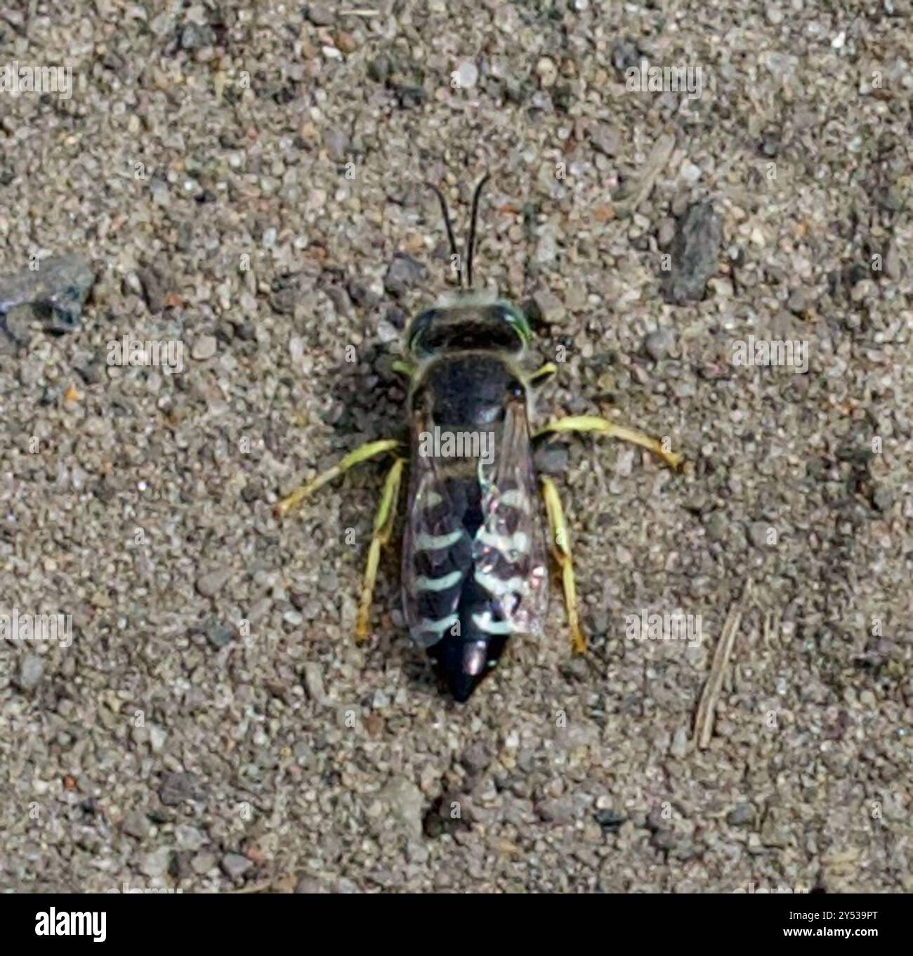 American Sand Wasp (Bembix americana) Insecta Stock Photo - Alamy